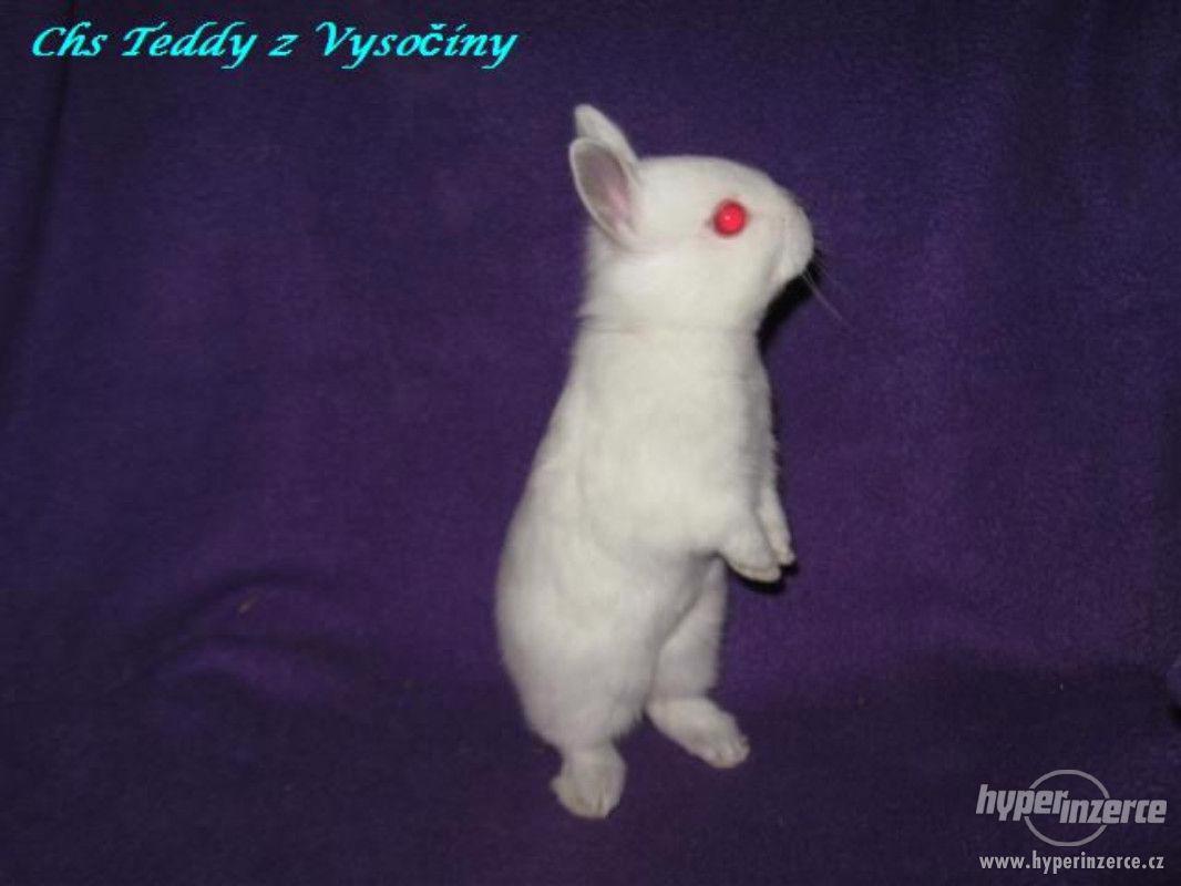 Zakrslý zaječí-Polish - bazar - Hyperinzerce.cz