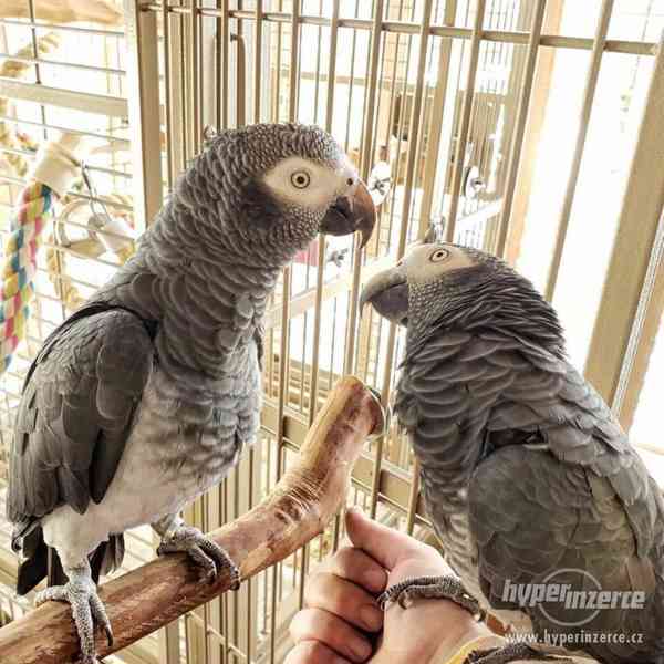 Přátelský samec a samice konžských afrických papoušků - bazar ...