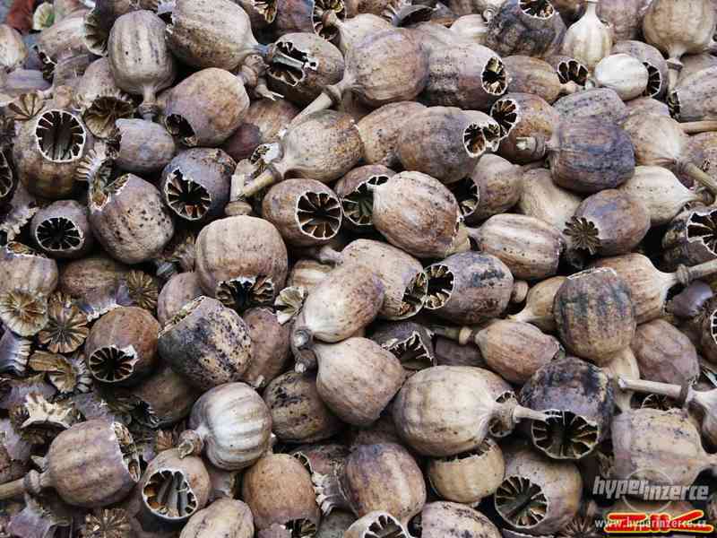 Prodám makovice - bazar - Hyperinzerce.cz