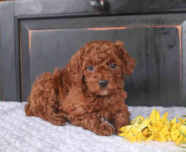 TOY PUDL ŠTĚŇATA - bazar - Hyperinzerce.cz