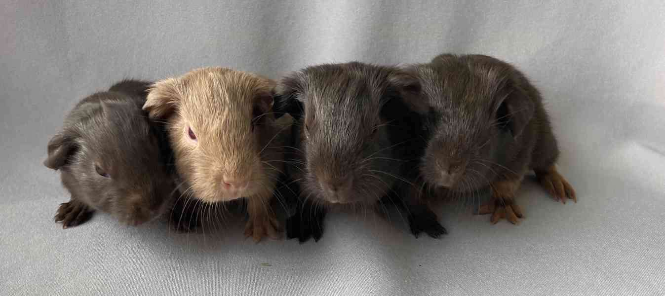 Prodám morčata - bazar - Hyperinzerce.cz