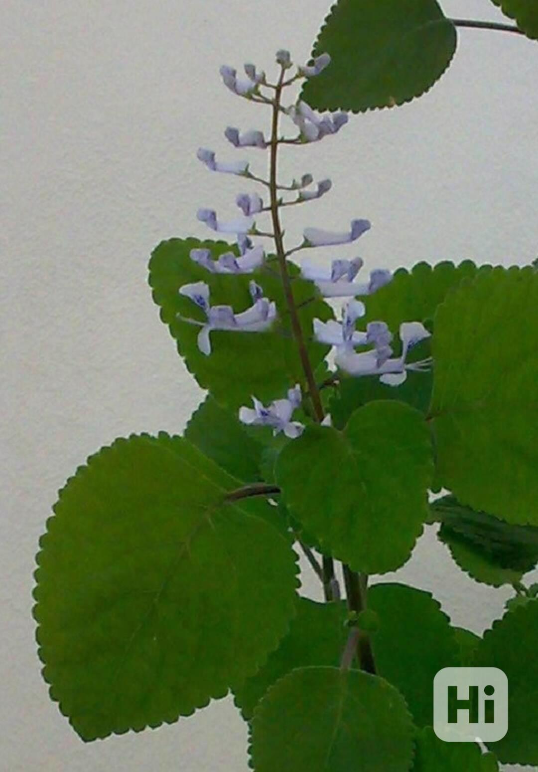 Jihoafrický rýmovník Plectranthus zuluensis - rostlina - bazar ...
