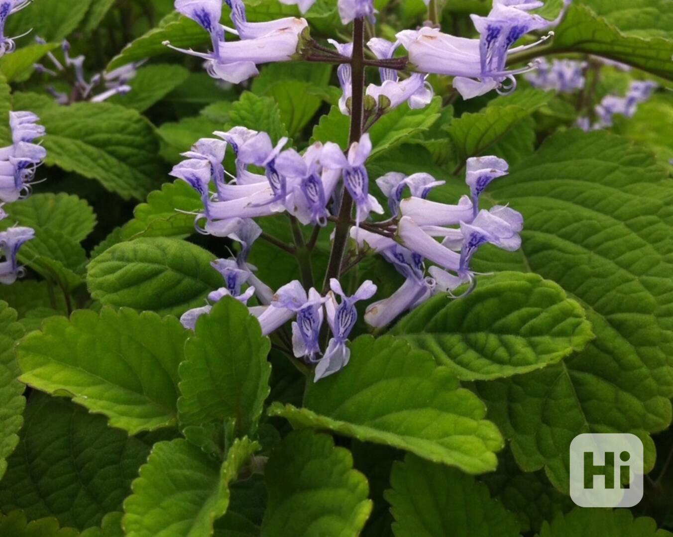 Jihoafrický rýmovník Plectranthus zuluensis - rostlina - bazar ...