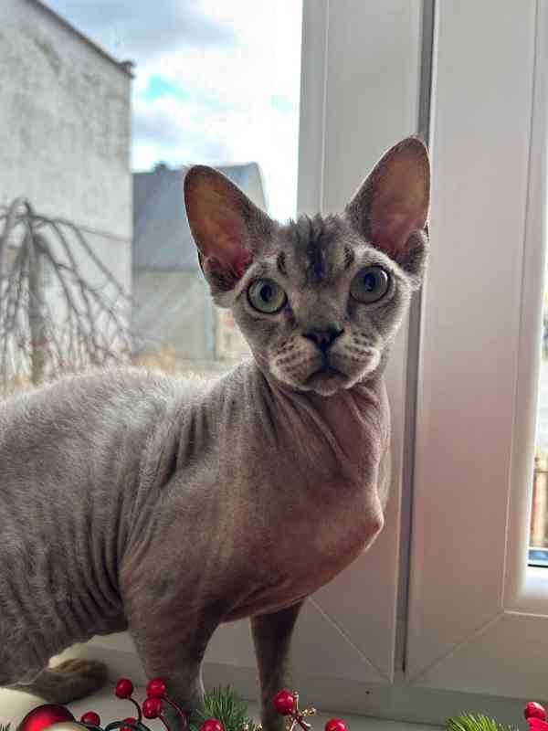 Minskin - minikočka, rarita, 1. v Evropě - bazar - Hyperinzerce.cz