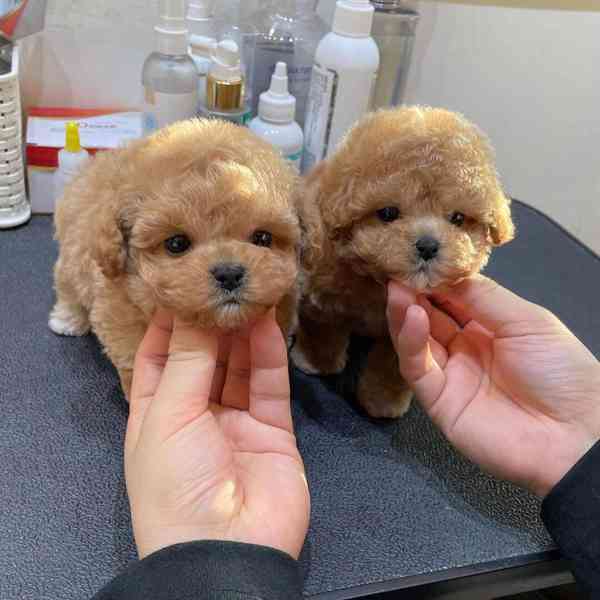 Prodám štěňata mini pudla Toy. - bazar - Hyperinzerce.cz