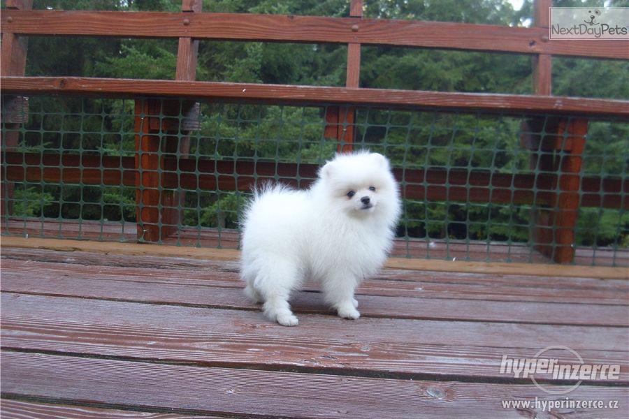 Drobné Šálek & Toy Pomeranský Štěňata nyní k dispozici - bazar ...
