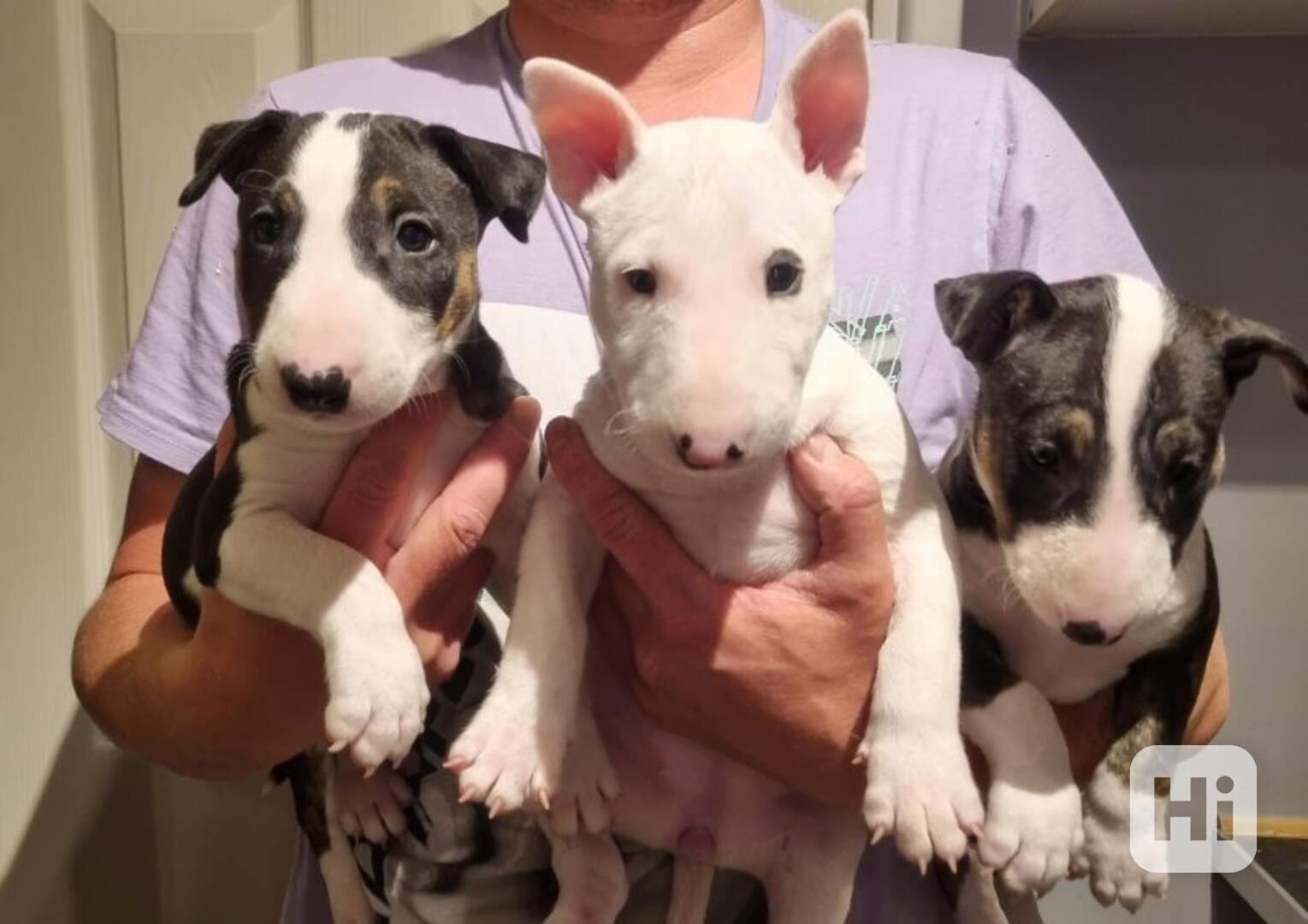 PRODÁM ŠTĚŇATA BULTERIÉRA - bazar - Hyperinzerce.cz