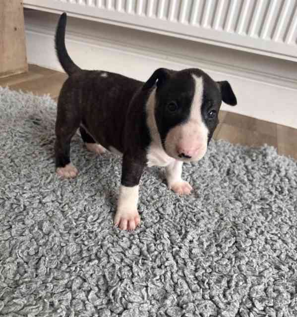 PRODÁM ŠTĚŇATA BULTERIÉRA - bazar - Hyperinzerce.cz