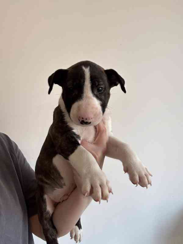 PRODÁM ŠTĚŇATA BULTERIÉRA - bazar - Hyperinzerce.cz