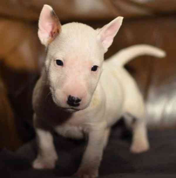 PRODÁM ŠTĚŇATA BULTERIÉRA - bazar - Hyperinzerce.cz