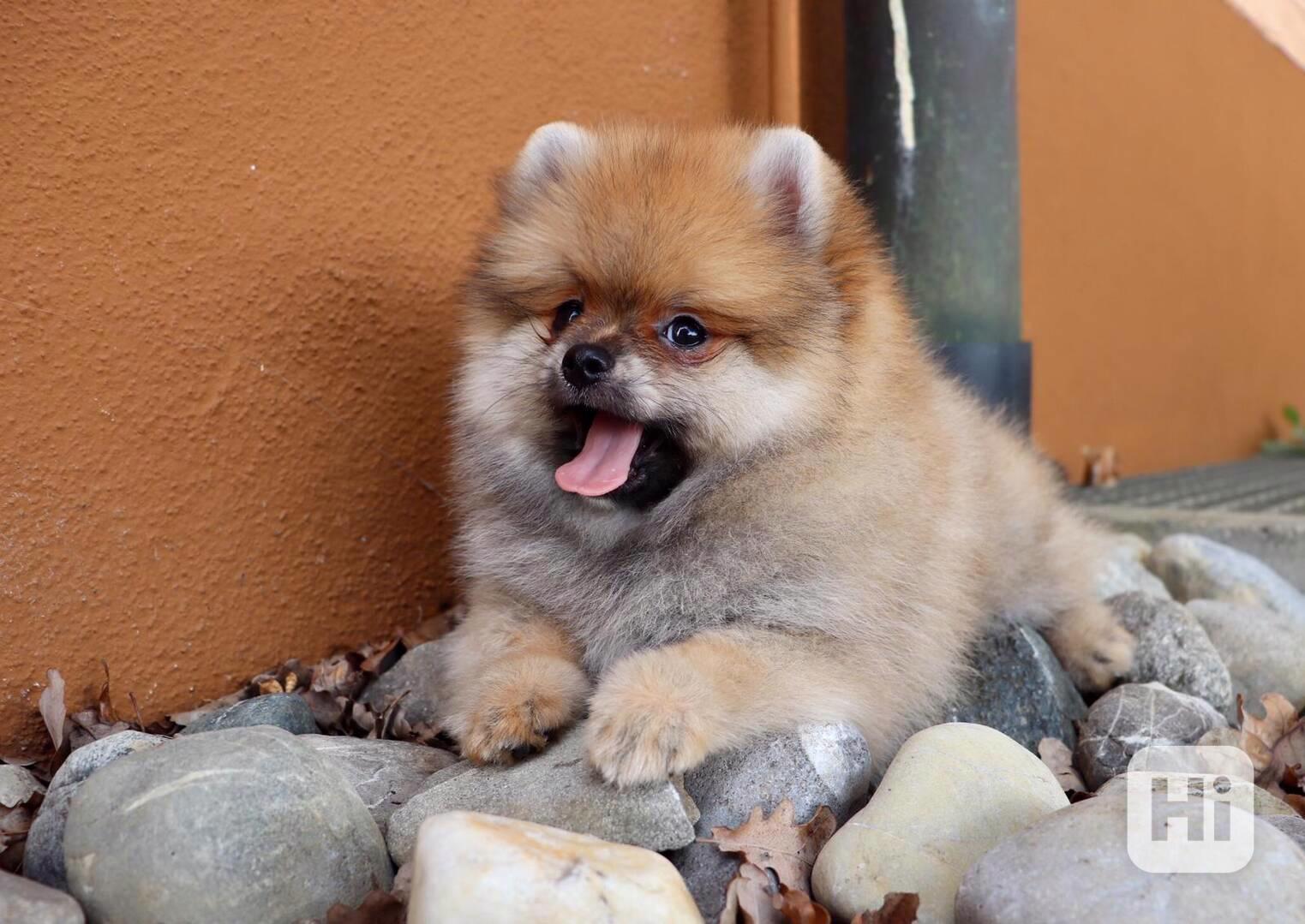 Německý špic trpasličí (Pomeranian) - bazar - Hyperinzerce.cz