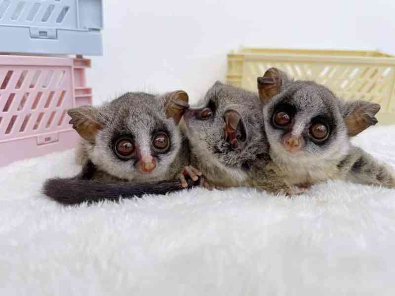 Zvířata - bazar - Hyperinzerce.cz