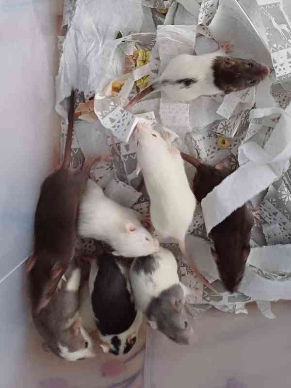 Mláďata dumbo potkánků potkani Dumbo potkan - bazar - Hyperinzerce.cz