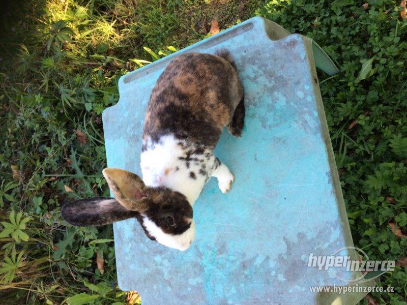 králík domácí rex dalmatin - bazar - Hyperinzerce.cz