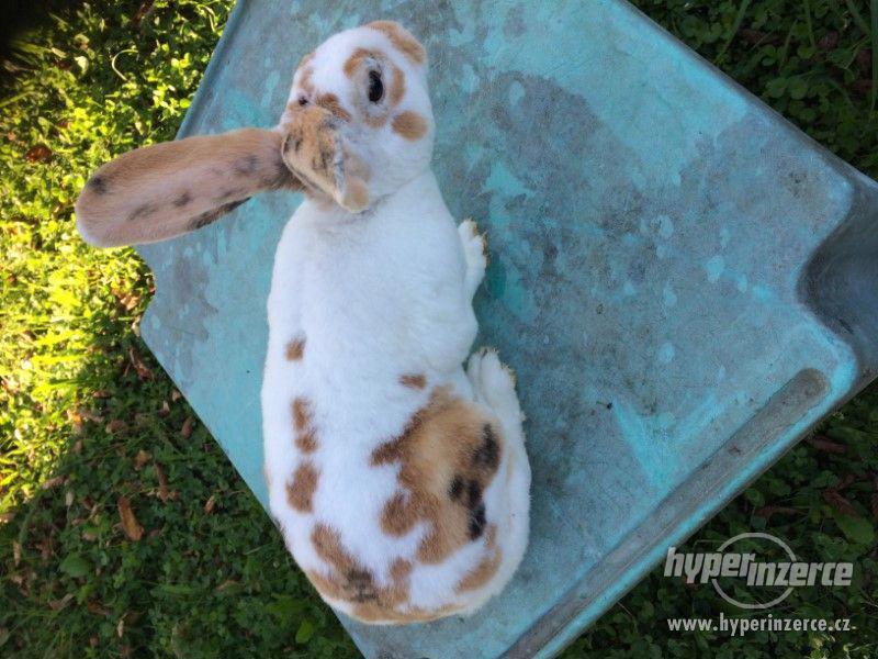 králík domácí rex dalmatin - bazar - Hyperinzerce.cz