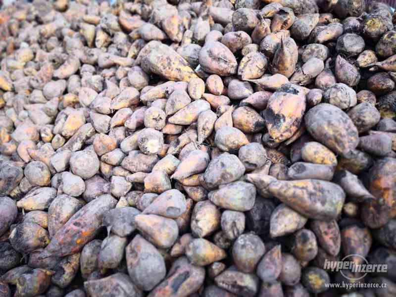 Krmná řepa - bazar - Hyperinzerce.cz