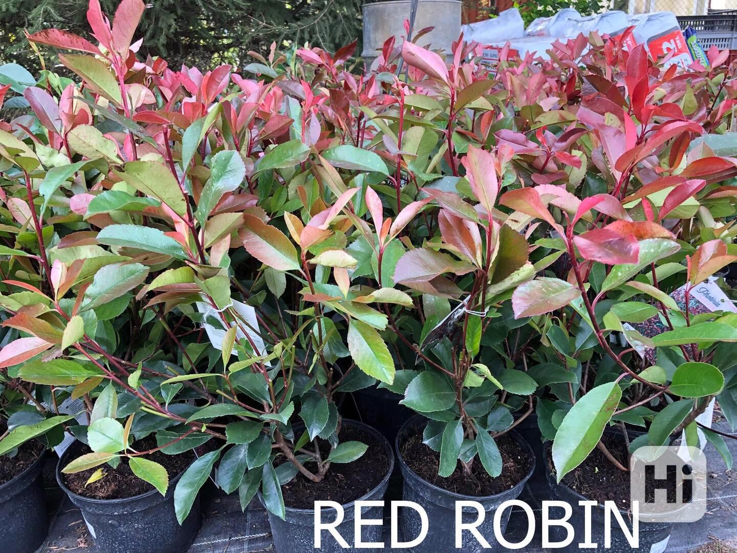 Photinia RED ROBIN- Blýskavka - sazenice na živý plot - bazar ...