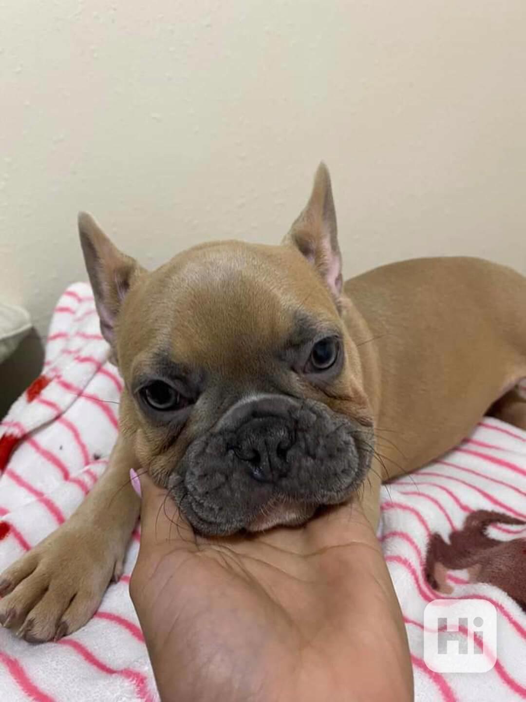 Diva my frenchie, která je Pied, byla požehnána, že má dvě š - bazar ...