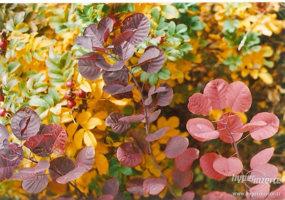 Nabízím velké okrasné rostliny a jehličnany pro výsatbu - bazar ...