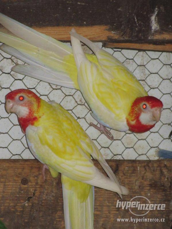 Rosela pestrá lutino - silné kusy :-) - bazar - Hyperinzerce.cz