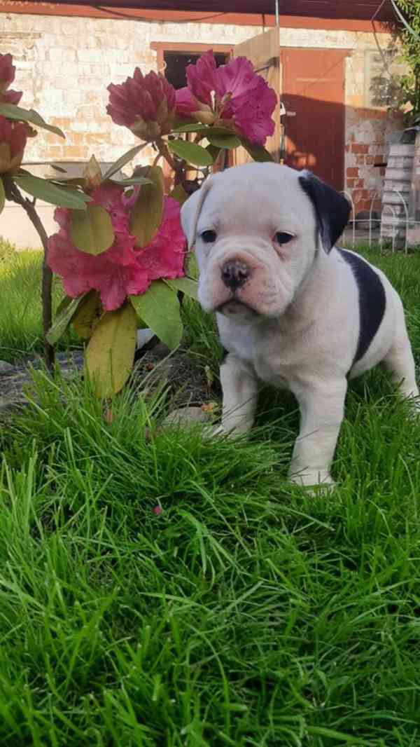 Anglický buldok - bazar - Hyperinzerce.cz