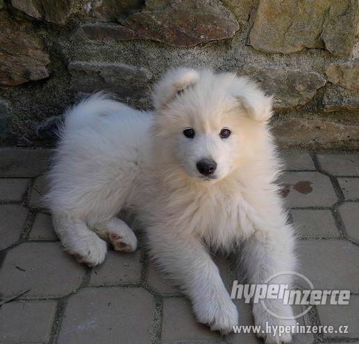 Prodám štěně SAMOJEDA - bazar - Hyperinzerce.cz