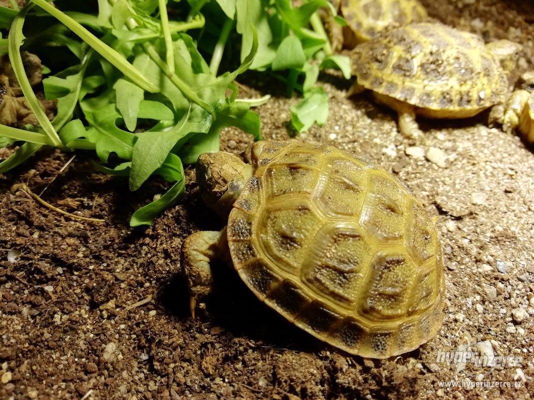 želva stepní - bazar - Hyperinzerce.cz