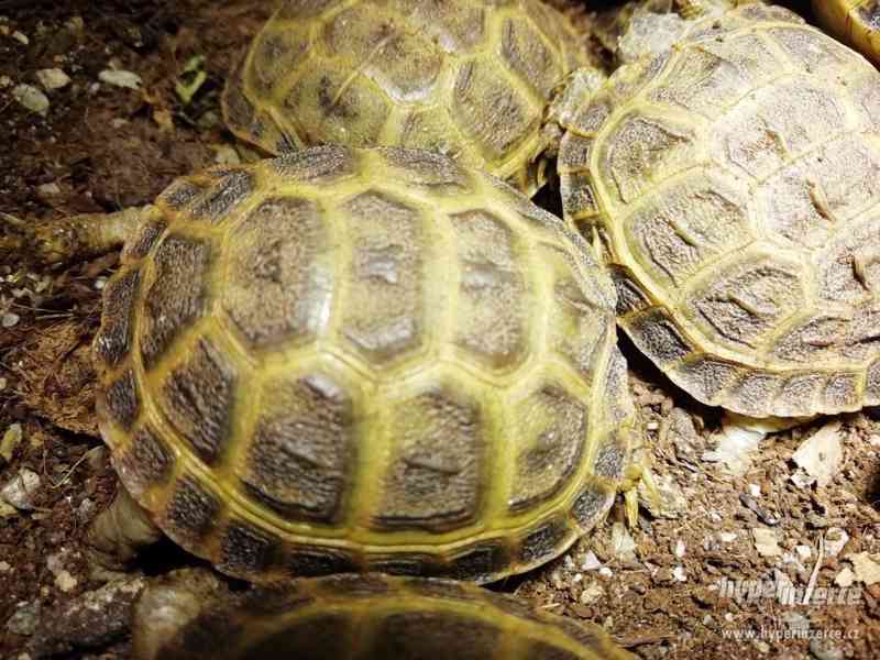 ŽELVA STEPNÍ - CITES - bazar - Hyperinzerce.cz