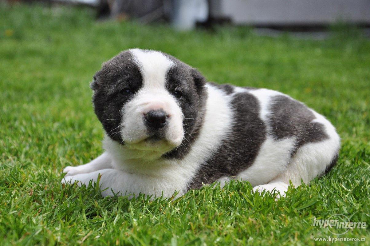 Středoasijský pastevecký pes s PP - bazar - Hyperinzerce.cz