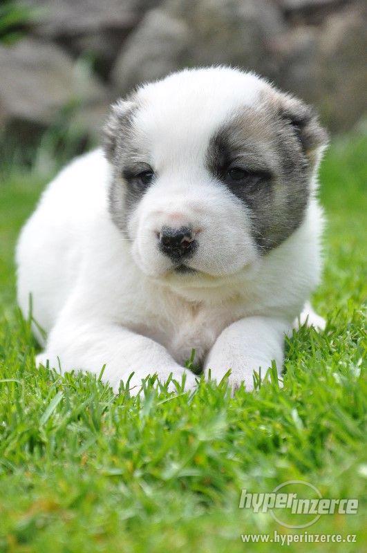 Středoasijský pastevecký pes s PP - bazar - Hyperinzerce.cz