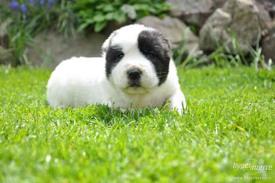 Středoasijský pastevecký pes s PP - bazar - Hyperinzerce.cz