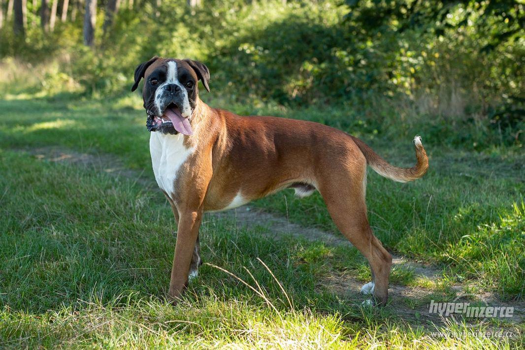 Německý boxer - bazar - Hyperinzerce.cz