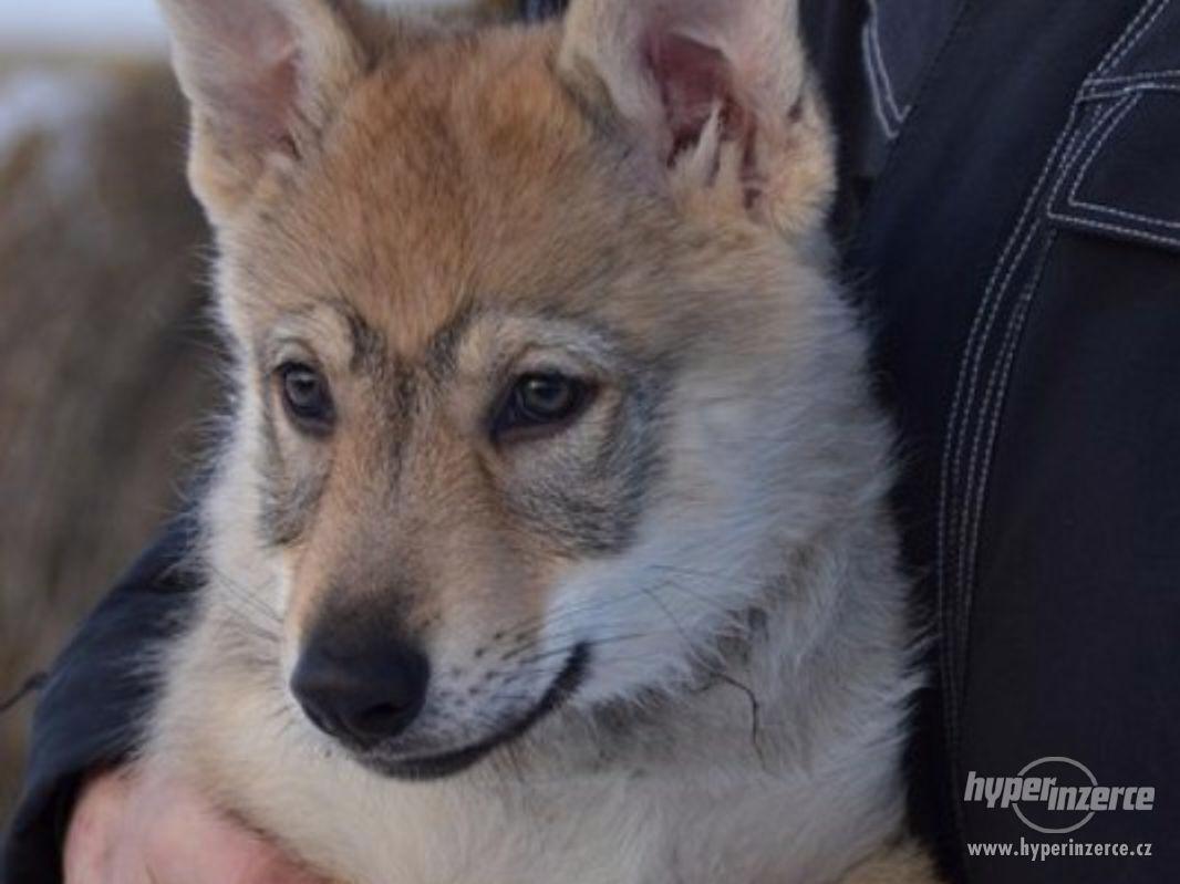 Štěňata československého vlčáka s PP - bazar - Hyperinzerce.cz