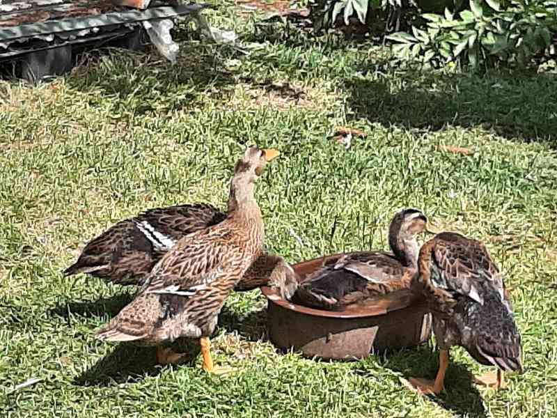 Indický běžec - bazar - Hyperinzerce.cz