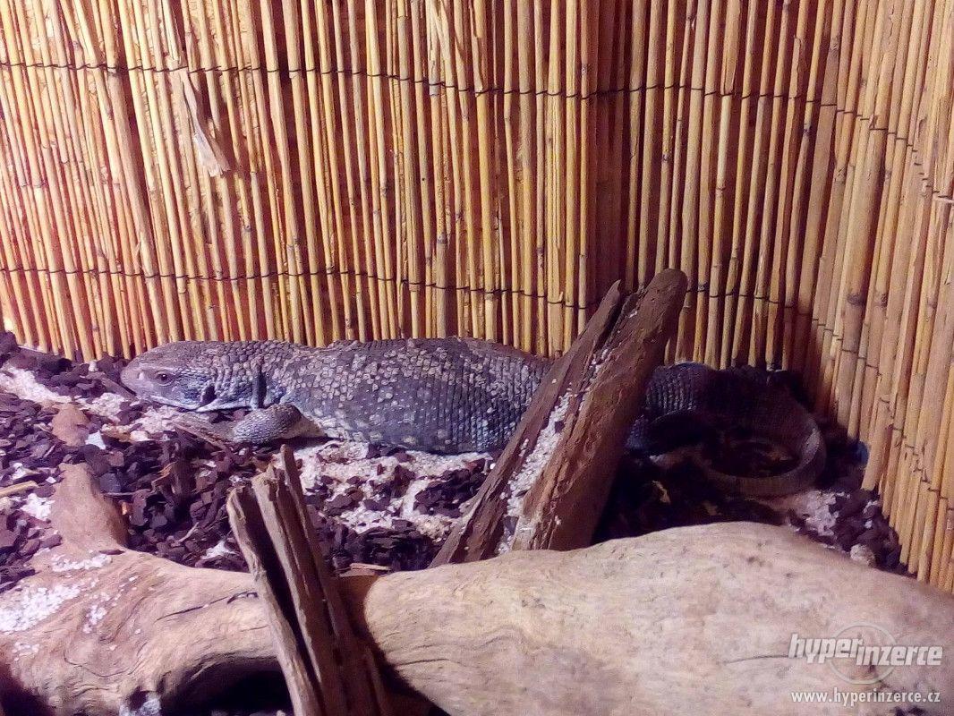 varan stepní, omanosaura jayakari, jezek belobrichy - bazar ...