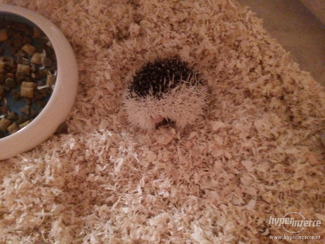 varan stepní, omanosaura jayakari, jezek belobrichy - bazar ...