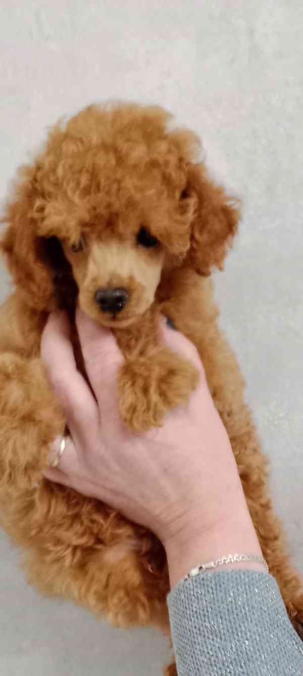 Pudl - bazar - Hyperinzerce.cz