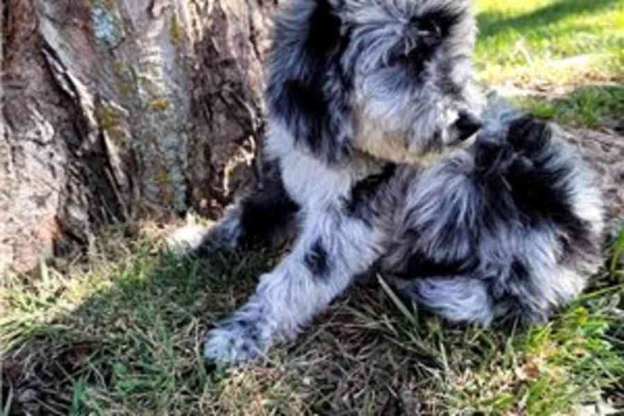 Beddypoo štěňata na prodej - psí plemena o plemeni Ať už Sta - bazar - Hyperinzerce.cz