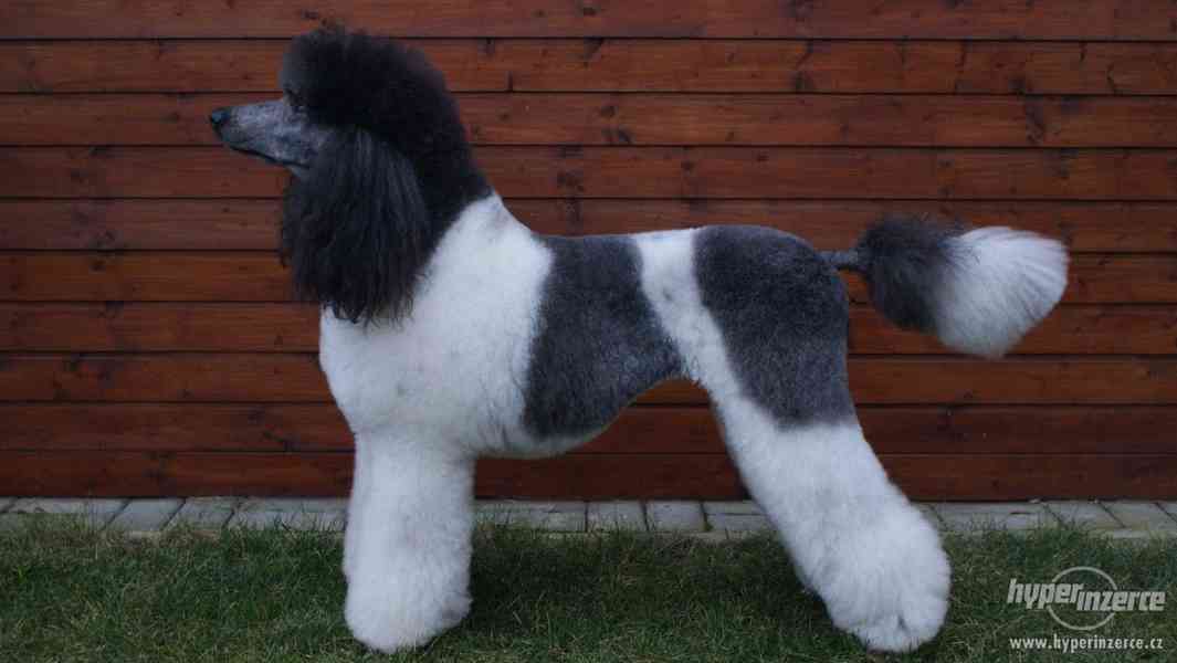 pudl velký černobílý - bazar - Hyperinzerce.cz