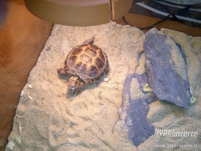 želva stepní - bazar - Hyperinzerce.cz