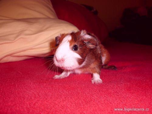 Morče rozeta - bazar - Hyperinzerce.cz