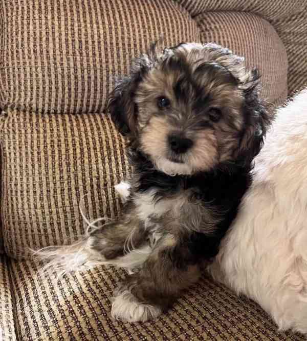 Maltipoo (aka Multipoo, maltepoo) je hybridní směs mezi malt - bazar ...