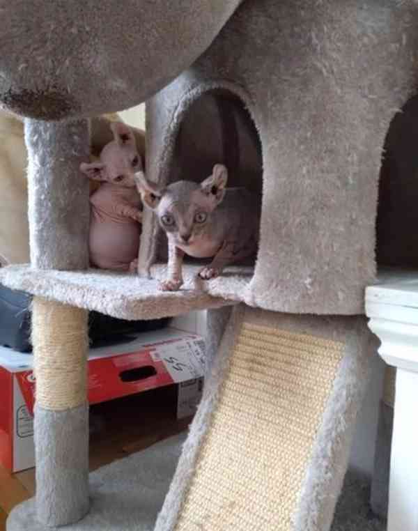 Bezsrstá koťata Elf Sphynx, TICA reg. - bazar - Hyperinzerce.cz