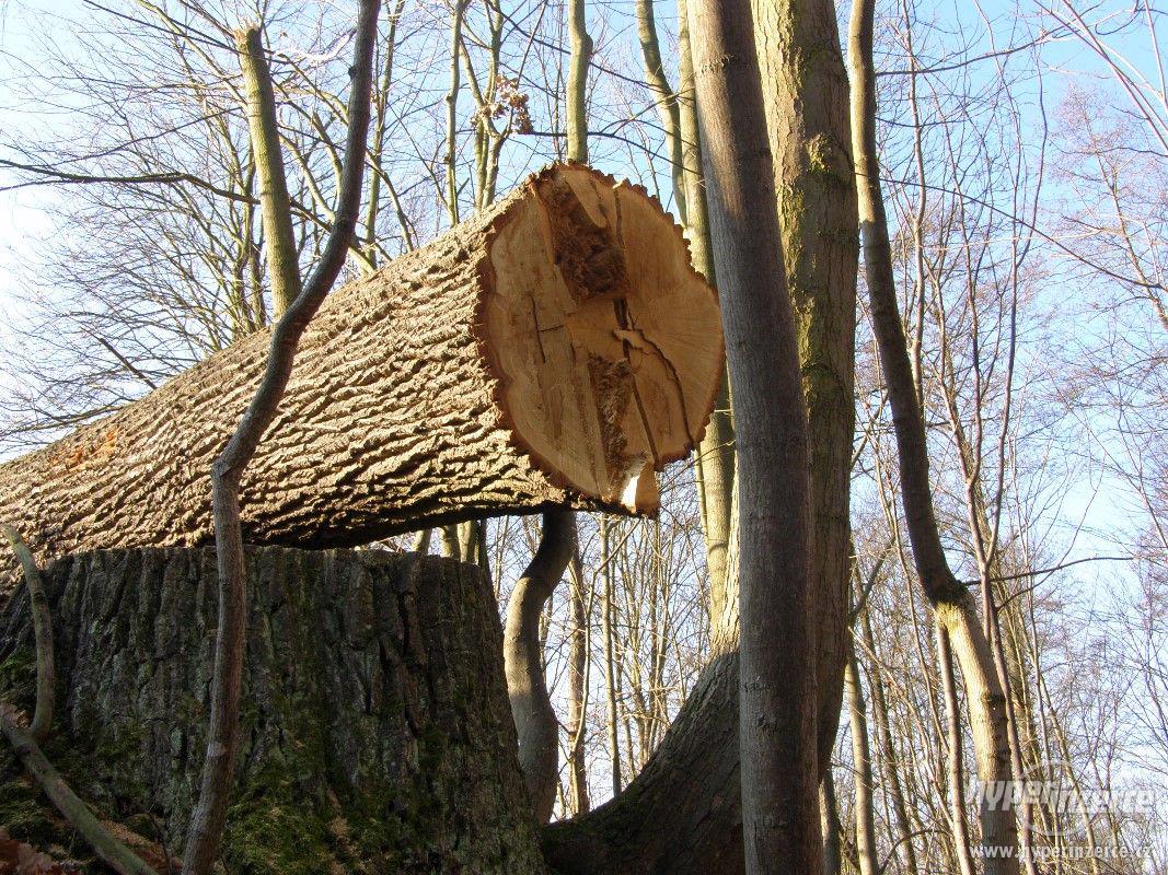 Prodám kmen dubu - bazar - Hyperinzerce.cz