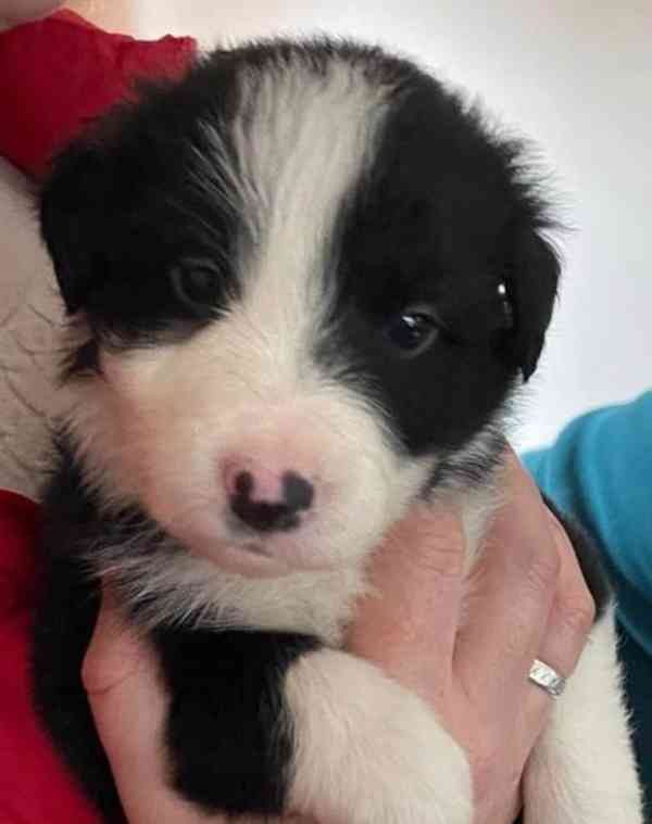 Ghost Merle border kolie - bazar - Hyperinzerce.cz