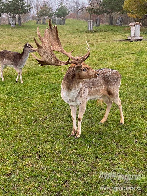 Divoká zvěř - Hyperinzerce.cz