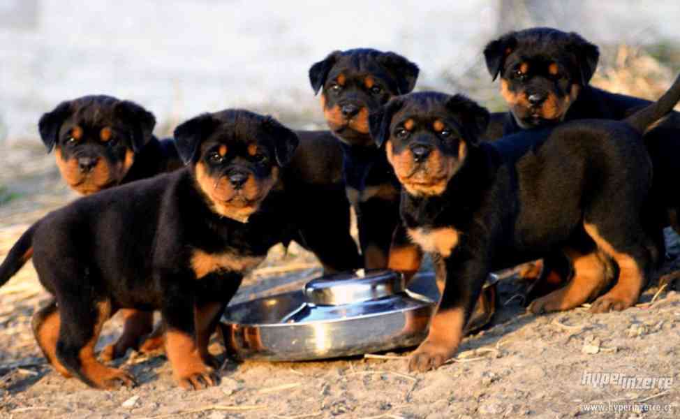 Rotvajler - bazar - Hyperinzerce.cz