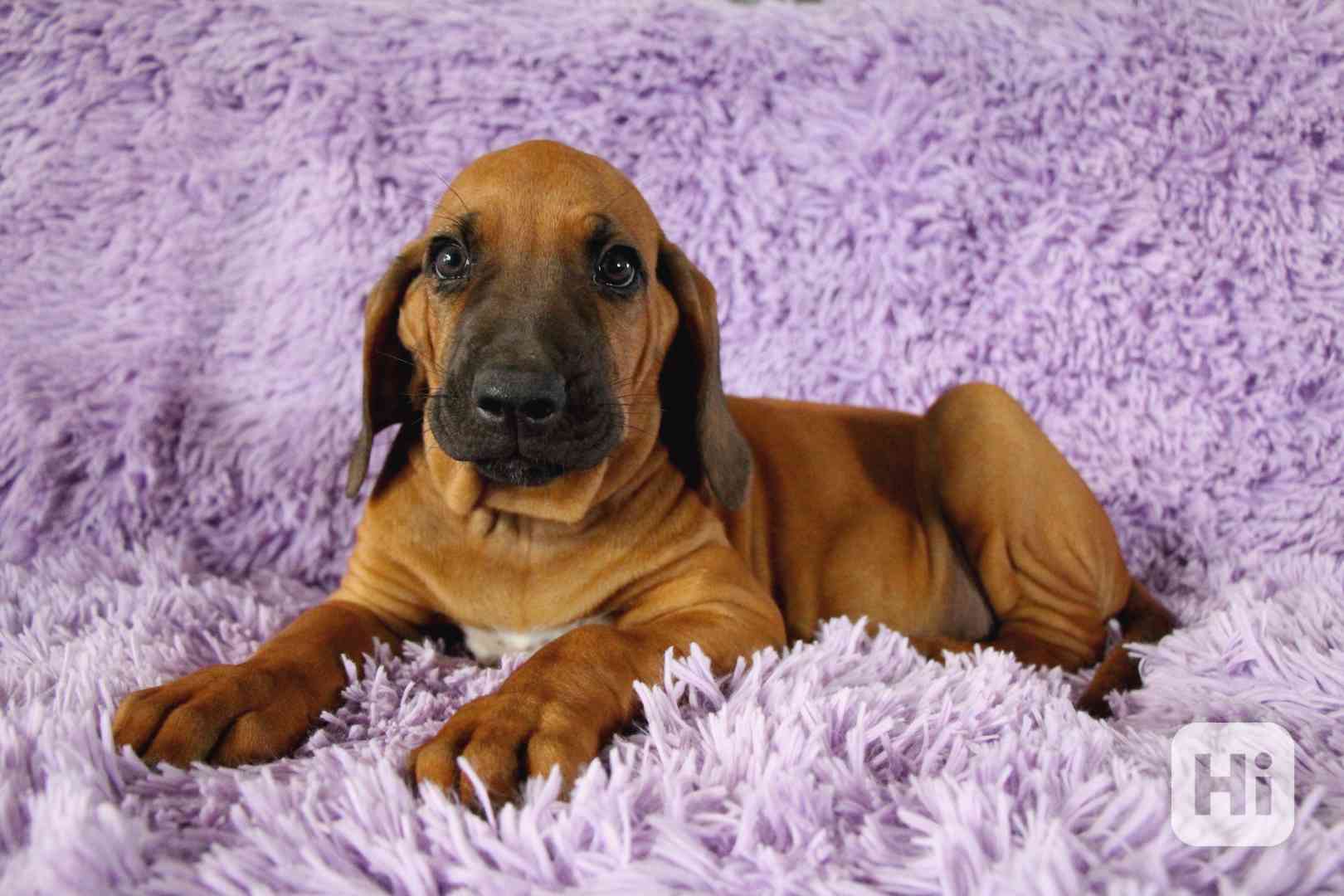 Štěně Rhodéský Ridgeback s PP pes - bazar - Hyperinzerce.cz