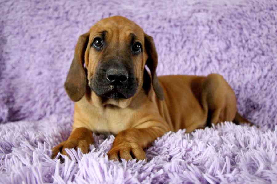 Štěně Rhodéský Ridgeback s PP pes - bazar - Hyperinzerce.cz