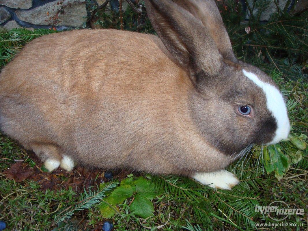 Samci a samice do chovu......... - bazar - Hyperinzerce.cz